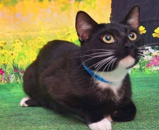 Hiccup Is Waiting At HSEC For His Forever Home! - Elmore-Autauga News
