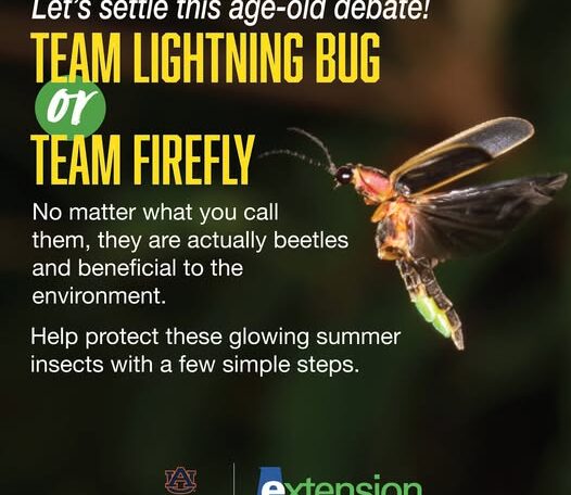 Is It A Lightning Bug Or A Firefly? Either Way, They Are Important ...