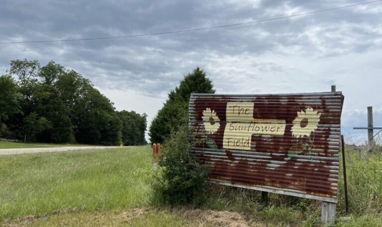 Beloved Sunflower Field To Skip 2026 Bloom Season, Plans Return In 2027 ...